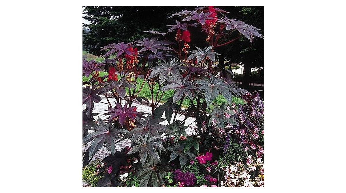 Bright Red Castor Bean Seeds for Stunning Gardens