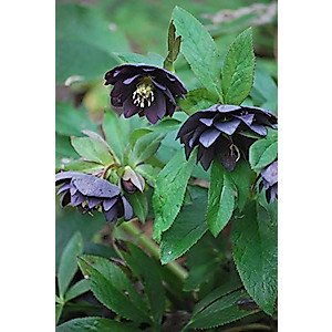 Perennial Farm Marketplace Helleborus x W.J. 'Onyx Odyssey' (Lenten Rose) Perennial, 1 Quart, Near Black Flowers