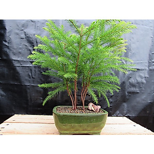 Norfolk Island Pine Bonsai Tree (Medium)