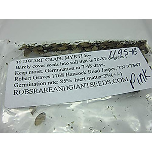 1195B-Dwarf Pink Crape Myrtle (Lagerstroemia Indica) Seeds by Robsrareandgiantseeds UPC0764425788461 Non-GMO,Organic,USA Grower,Bonsai,Showy, Butterfly Flower,1195-B Package of 10 Seeds