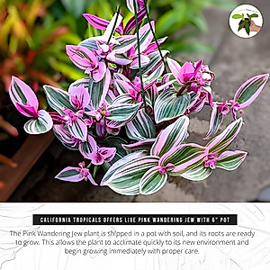 California Tropicals Pink Tradescantia - Rare Nanouk - Live Houseplant Potted in Soil with Rooted Leaves - Easy Care Indoor Outdoor Plant, Mini Tiny Tropical Plant Garden, 6 inch Pot