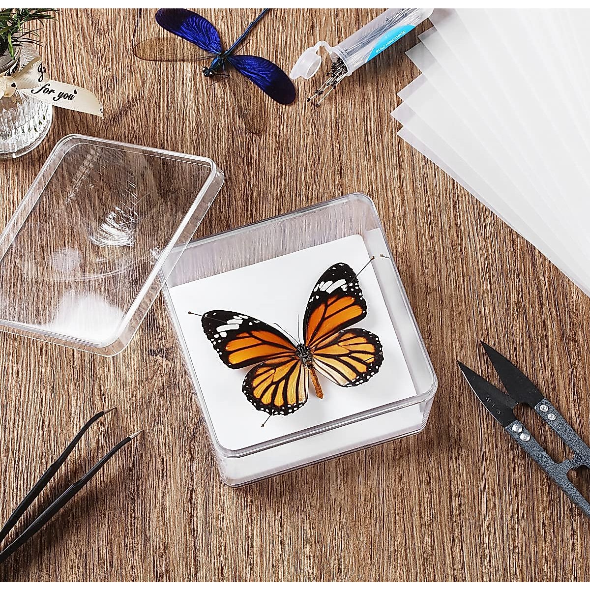 Making Insect Specimen Tools Kit, with Insect Pins,Insect Pinning Board, Wings Pressing Paper,Tweezers, Scissors, Insect Display Case, Insect Collection for Bug Hobbyist/Biology Projects