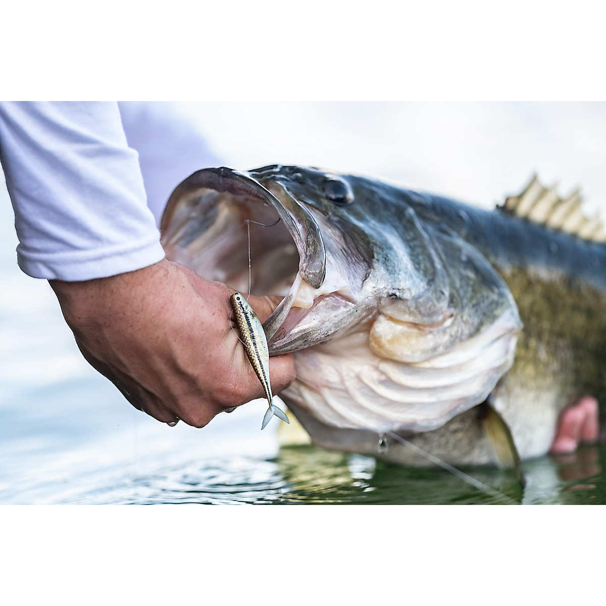 Berkley PowerBait The Champ Minnow Fishing Soft Bait, HD Rainbow Shiner, 3.4in