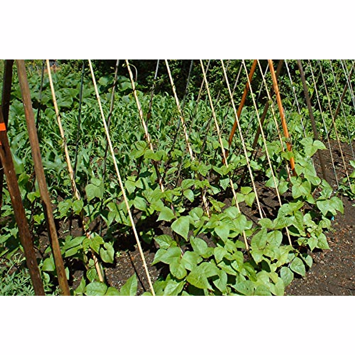 "Kentucky Blue" Pole Bean Seeds for Planting, 30+ Heirloom Seeds Per Packet, Non GMO Seeds, (Isla's Garden Seeds), Botanical Name: Phaseolus vulgaris, Great Home Garden Gift