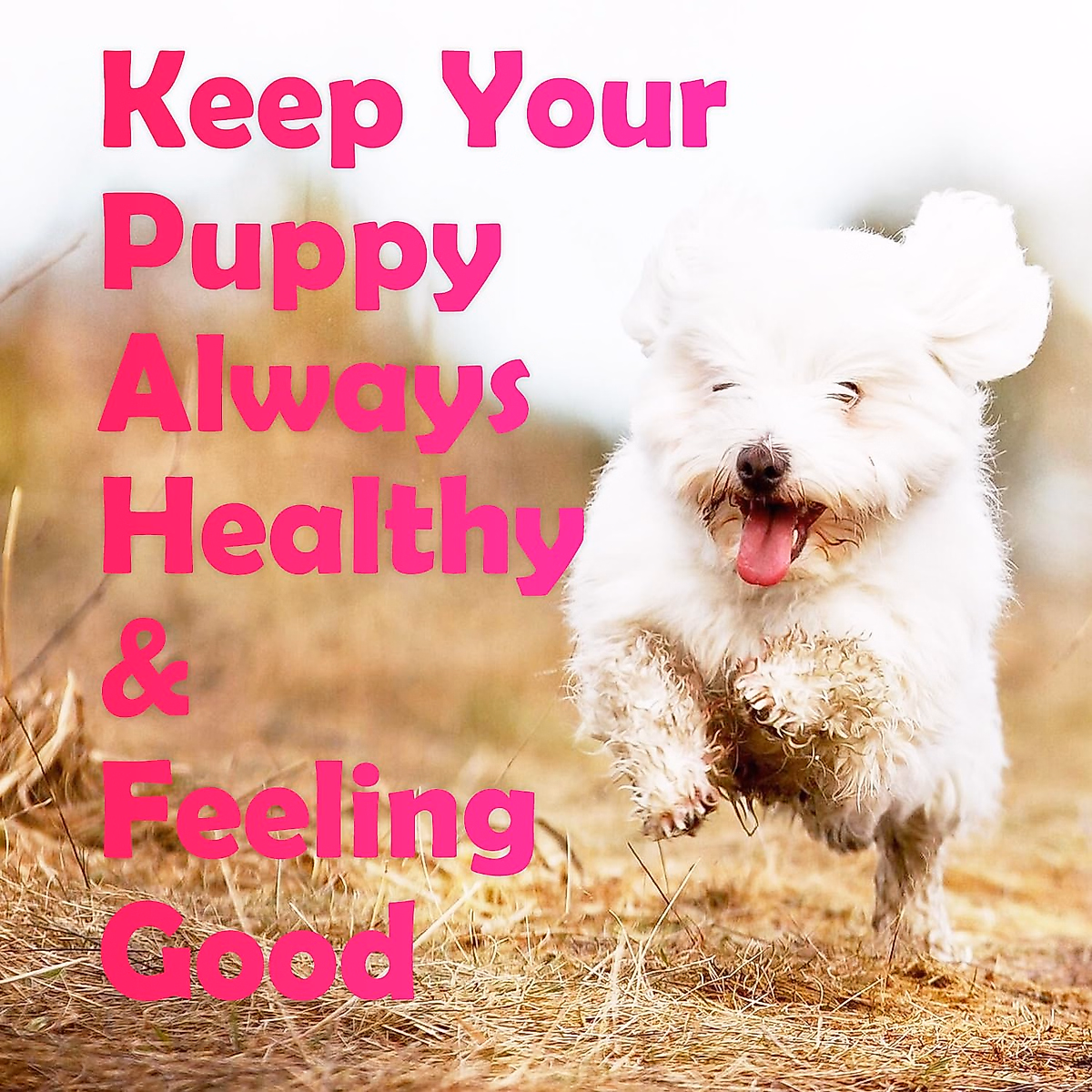 Cranberry Bladder Health for Dogs - Dog Antioxidant- 160 Cranberry Soft Chew Supplements for a Healthy Urinary Tract and Bladder Control – Made with Cranberry & D-Mannose & Vitamins (Chicken Flavor)