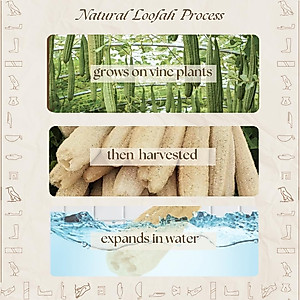 One Whole Egyptian Loofah 100% Natural SPA Beauty Bath Sponge Body Scrubber Puff. Premium Quality Lofa Loofa Luffa Loffa for exfoliating Your Skin.