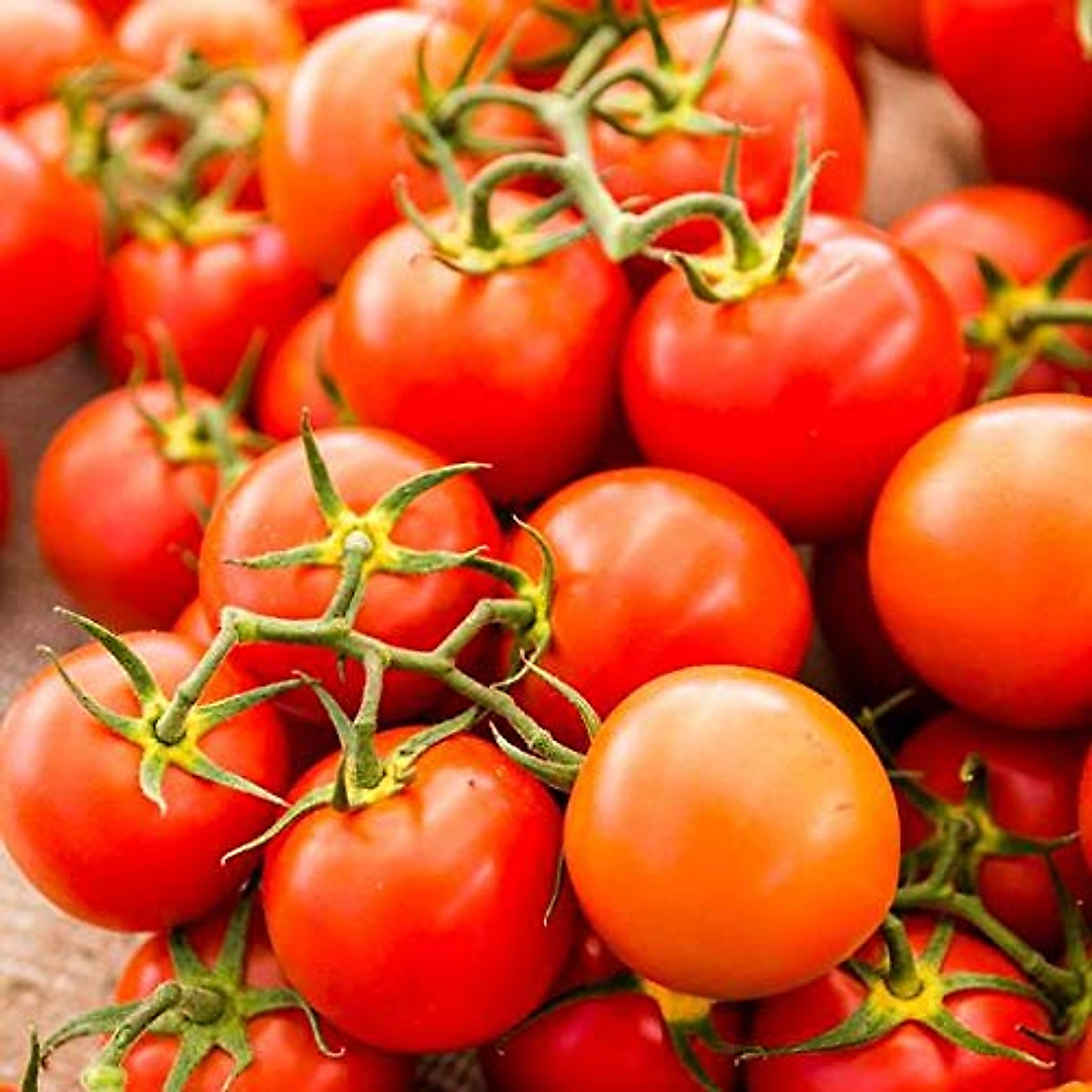 "Sweetie" Cherry Tomato Seeds for Planting, 200+ Heirloom Seeds Per Packet, (Isla's Garden Seeds), Non GMO Seeds, Sweet Flavor, Botanical Name: Solanum lycopersicum, Great Home Garden Gift