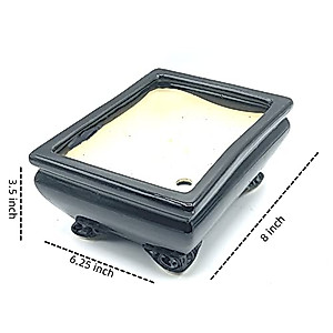 Live Dwarf Juniper Bonsai Tree | Indoor/Outdoor | 100% Handcrafted| Home and Office Décor | Best Gift for Holiday (L)