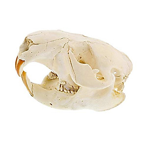 RC Beaver Skull Real Animal Skull – Professional Taxidermy Skull with Beaver Teeth Animal Skeleton Real Skull Bones