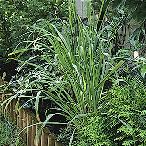 Outsidepride Cymbopogon Lemon Grass Aromatic, Fragrant Ornamental & Culinary Herb Garden Plant - 1000 Seeds