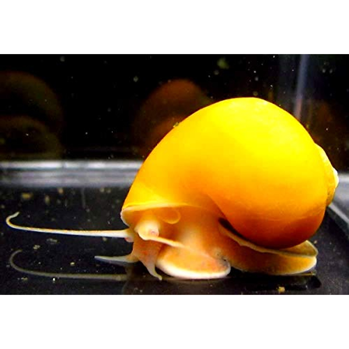 Aquatic Discounts – 1 Gold Mystery Snail – BUY2GET1FREE! Great Addition to Any Freshwater Tank! Active Algae Eater, Bottom Debris and uneaten Fish Food! Perfect Tank Mate for Bettas, Guppy