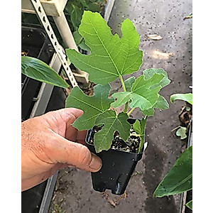 Fignomenal Dwarf Fig Tree – Dwarf Fig Plant – Self Fertile