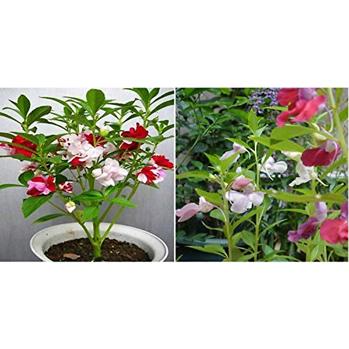 100+ Mixed Impatiens Balsamina Balsam Camelia Impatiens Seeds Double Flower Touch Me Not