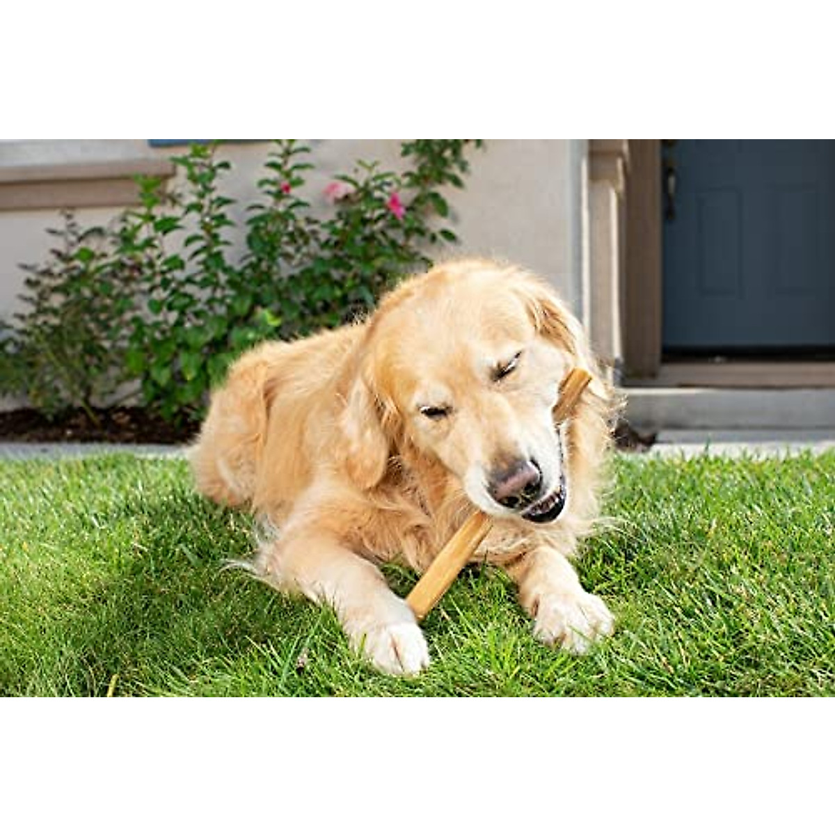 Barking Buddha 12 Inch Jumbo Bully Sticks for Dogs - Premium Fully Digestible, Odor Free 100% All Natural Tasty Beef Pizzle Chew Treats (Pack of 4)