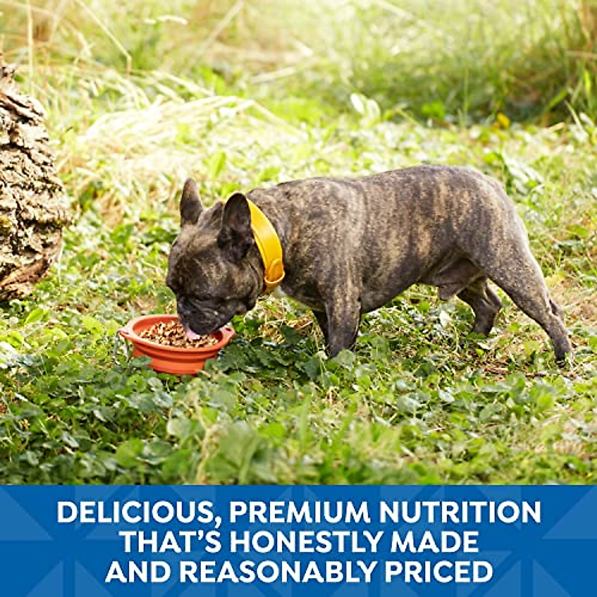 Nature's Recipe Wet Dog Food, Variety Pack, 2.75 Ounce Cup (Pack of 24)