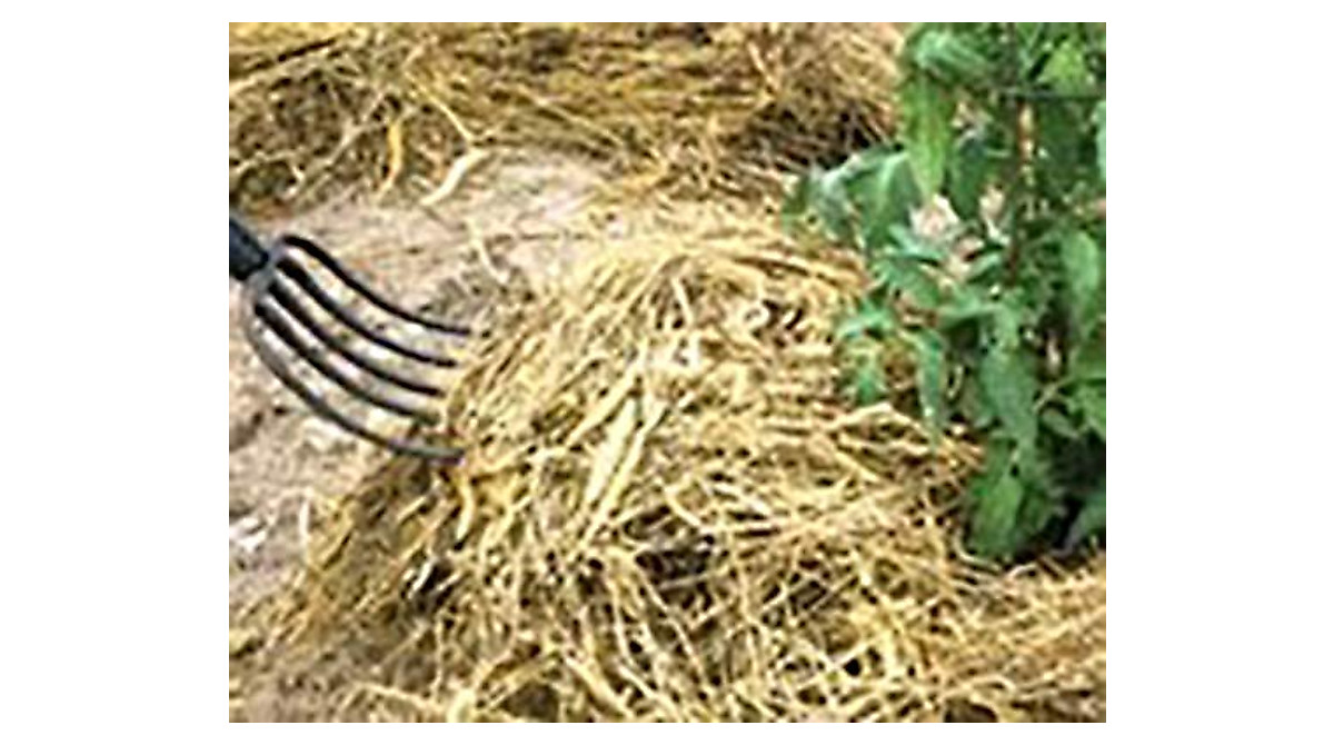 EZ-Straw Just Straw Clean Processed Straw – Multi Purpose - Small Bale ...