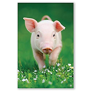 BABY ANIMALS postcard set of 20 postcards. Animal babies post card variety pack. Made in USA.