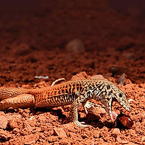 POPETPOP Hermit Crab Supplies Reptile Heating Pad 20W - Lizard Heating Pad Warmer Adjustable Temperature Reptile Tank Warmer Mat for Turtle Lizard Pets, Small Animals Switch Controller