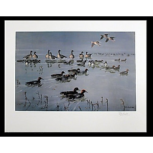 [Widgeon (Anas penelope) and Pinkfooted geese (Anser brachyrhynchus)]