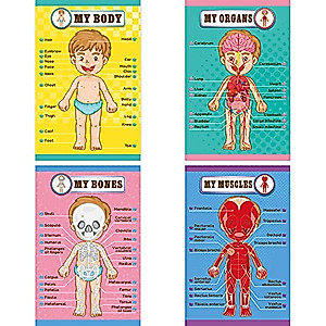 Human Body Educational Learning Posters Body Parts Learning Wall Chart for Kids Cartoon Anatomy Chart Educational Poster Preschool Kindergarten Teaching Supplies, Classroom Decoration, 17 x 11 Inch