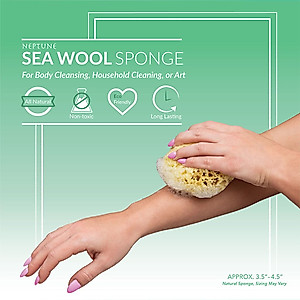Neptune Natural Sea Wool Sponge - All Natural Honeycomb Renewable Sea Sponge, Medium, Approx. 4 Inches