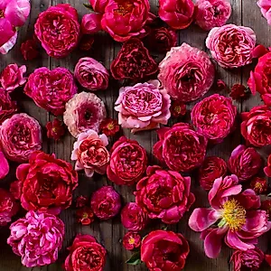 Floret Farm's A Year in Flowers 2021 Wall Calendar: (Gardening for Beginners Photographic Monthly Calendar, 12-Month Calendar of Floral Design and Flower Arranging)