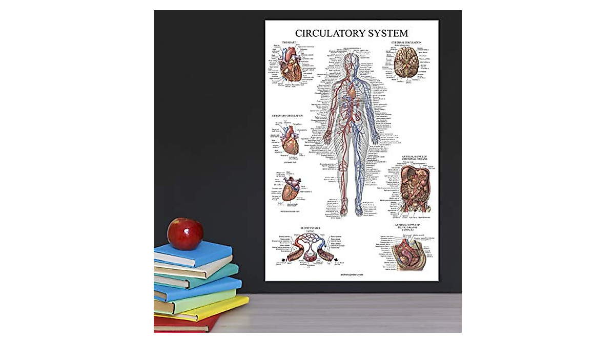 Circulatory System & Heart Anatomy Posters Set of 2 | Palace Learning