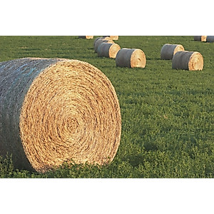 Posterazzi Hay Bales In Green Alfalfa Field Alberta Canada Poster Print, (38 x 24)