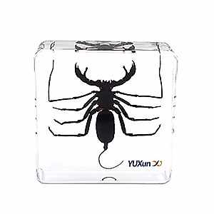 Animal Insect Whip Scorpion Specimen Taxidermy Paperweight for Science Education
