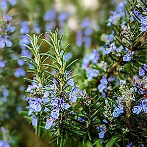 Outsidepride Perennial Rosemary Ground Cover & Herb Garden Plant for Hot, Dry Conditions - 1000 Seeds