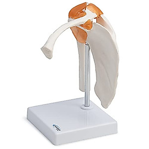 Cranstein Scientific A-332 Shoulder Joint Model - Anatomy, Skeleton