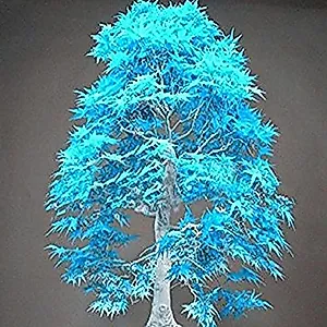 QAUZUY GARDEN 50+ Seeds Blue Maple Acer Tree Seeds for Planting - Dwarf Trident Bloodgood Maple Bonsai Tree Seeds-Easy to Grow & Maintain