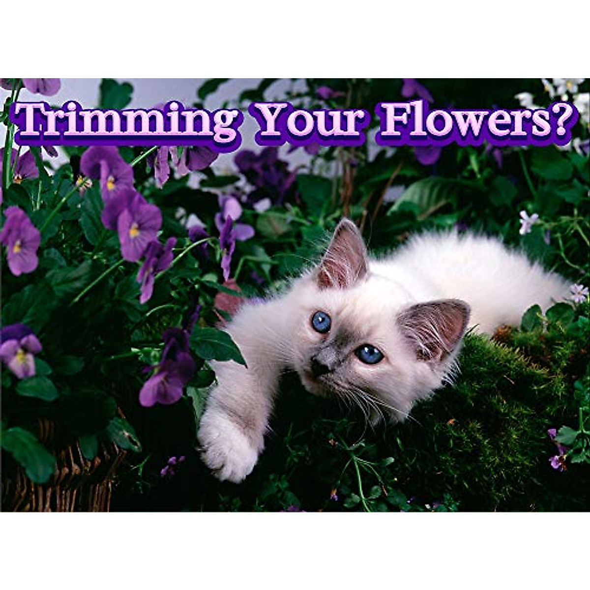 Pet MasterMind Claw Withdraw Cat Scratch Training Spray, Indoor Anti-Scratch - 4oz