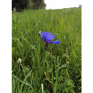 Pure Blue Cornflower Petals - 100% Natural Centaurea cyanus - Dried, Grown in Germany Herbal Cornflower Flowers for Cupcakes, Lattes, Tea Blends, Bath Products, Gifts, Crafts