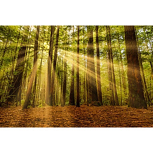 Redwood Sequoia Tree Seeds - 25 Seeds - Ships from USA - Sequoia Bonsai Seeds