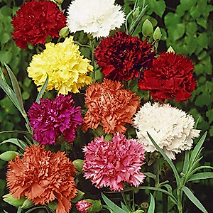 Outsidepride Dianthus C aryophyllus Carnation Chabaud Garden Cut Flower Seed Mix - 2000 Seeds