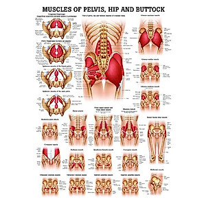 Muscles of Buttock, Hip and Pelvis Laminated Anatomy Chart