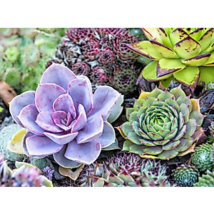 800+ Mix Succulent Seeds Rare Perennial DIY Bonsai Ornamental Plant Succulent Seeds for Planting Indoor and Outdoor