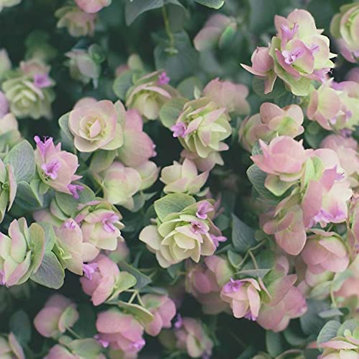 Ornamental Oregano Seeds Origanum 'Kirigami' Low-Growing Herbaceous Perennial Fragrant Dried Flower Arrangements Hanging Baskets Borders Rock Gardens 50Pcs Herb Seeds by YEGAOL Garden