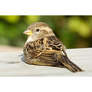 Valley Farms Sunflower Hearts Wild Bird Food - 15 lbs