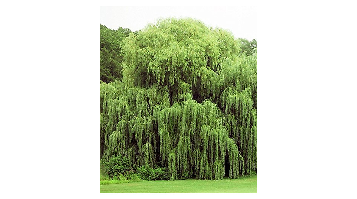 Willow Tree Bundle - 10 Fast Growing Aussie Willow Trees + 4 Weeping ...