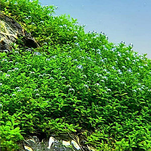 Mainam Dwarf Baby Tears on Driftwood Hemianthus Callitrichoides Freshwater Live Aquarium Plant Decorations 3 Days Guarantee