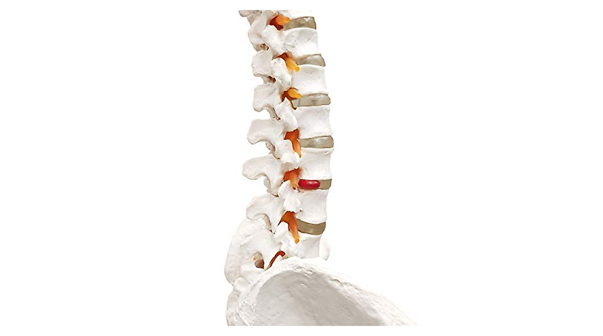 Ultrassist Life Size Human Spine Model - 34" Teaching Tool