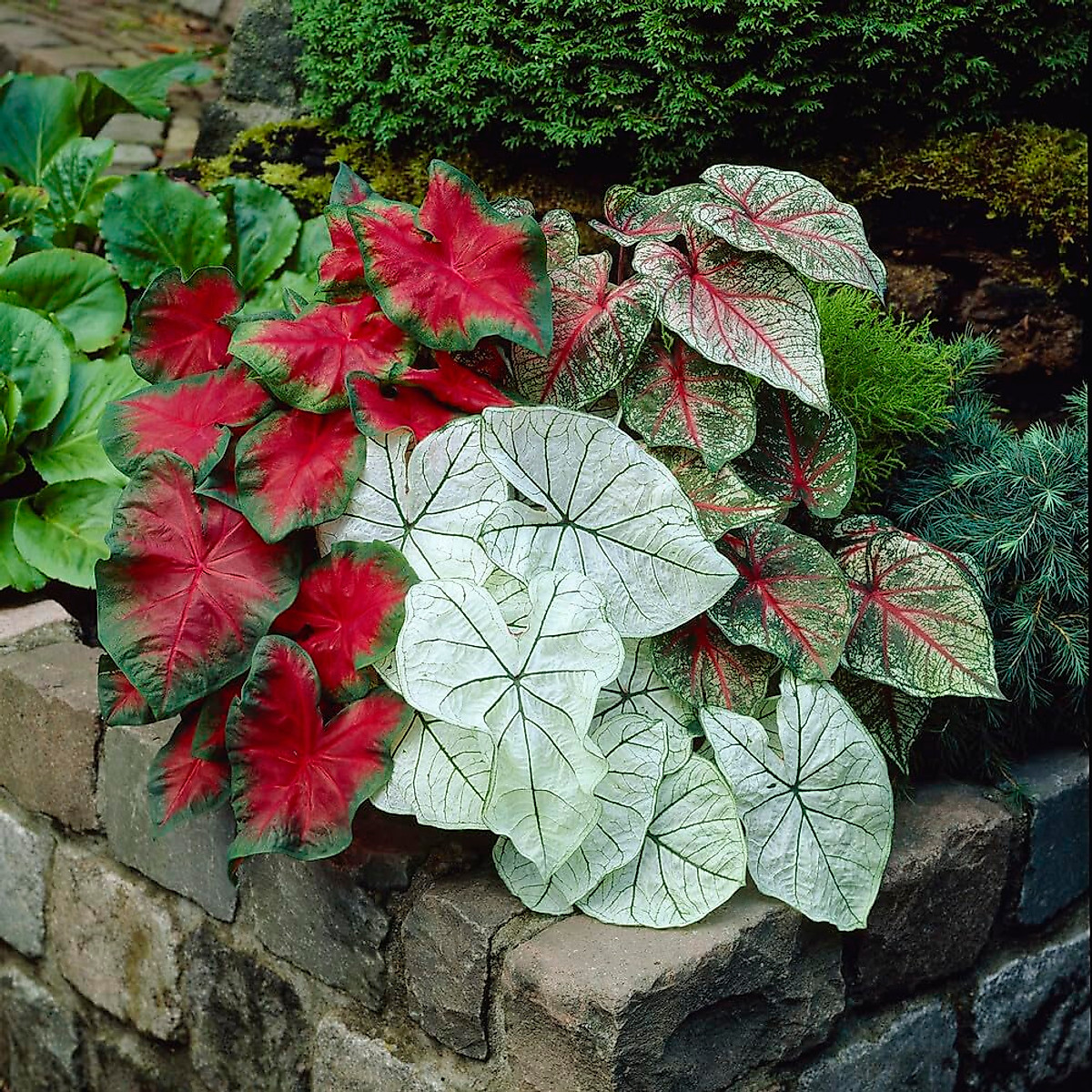 Garden State Bulb Mixed Caladium Bulbs, Bare Roots (Bag of 20)