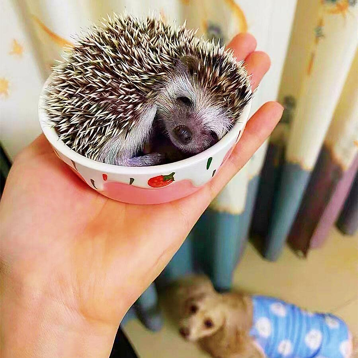 Toietmoi Hamster Ceramic Cartoon Food Bowl Water Prevent Tipping Christmas Party Style Guinea Pig Rabbit Gerbil Chinchilla Hedgehog Rat Small Animals Pets Assorted Colors