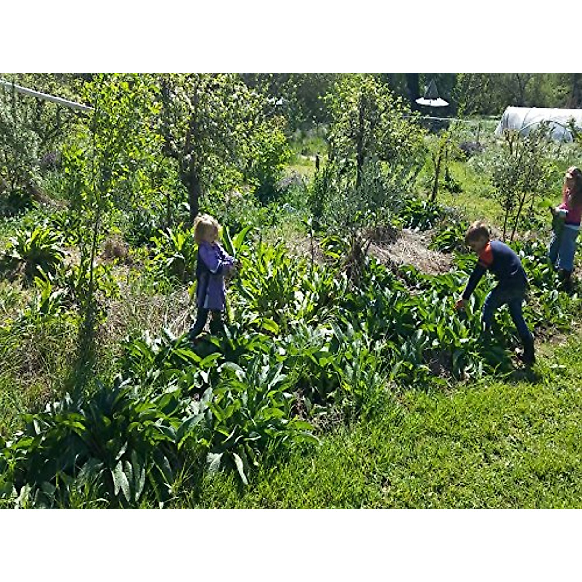 Bocking 14 Russian Comfrey (Symphytum x uplandicum) - (12+) Live Root Cuttings | by Marsh Creek Farmstead