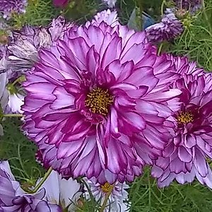 Cosmos Seeds - Double Click - Double Violet - Packet - Purple Flower Seeds, Open Pollinated Seed Attracts Bees, Attracts Butterflies, Attracts Hummingbirds, Attracts Pollinators