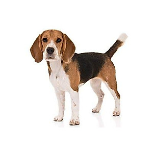 Dogs Immune Support - Ultra Dog Vitamins - Premium Vitamin and Minerals - Healthy Solution - Dog Vitamin b12 - 90 Treats (1 Bottle)