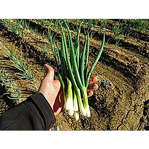 Tokyo Long White Bunching Onion Seeds for Planting, 300+ Heirloom Seeds Per Packet, (Isla's Garden Seeds), Non GMO Seeds, Botanical Name: Allium fistulosum, Garden Gift!