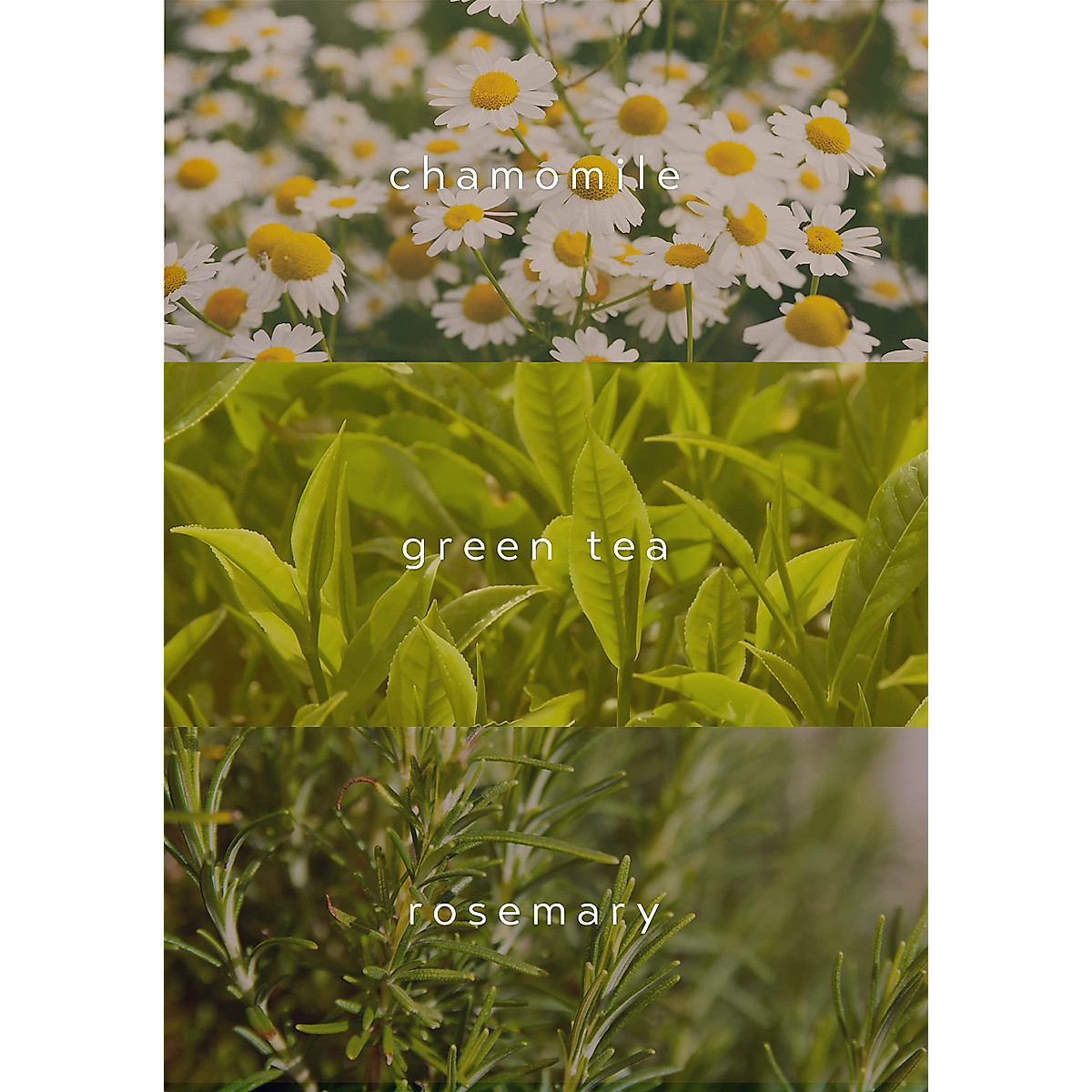 NOTHING FITS BUT Crème Belly Botaniceutical Maternity Herbal Vegan Cream for Stretch Marks Cream for Pregnancy with Rosemary, Green Tea and Chamomile Extracts (6.8 fl oz / 200ml)